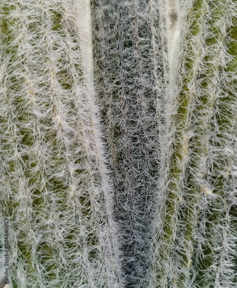 Fondo con detalle y textura de varios cactus con espinas de tonos ... Fondo con detalle y textura de varios cactus con espinas de tonos ...