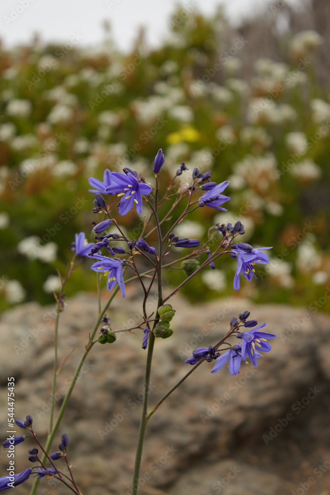 Plano Medio de grupo de flores de color azul llamada Azulillo, típica ...