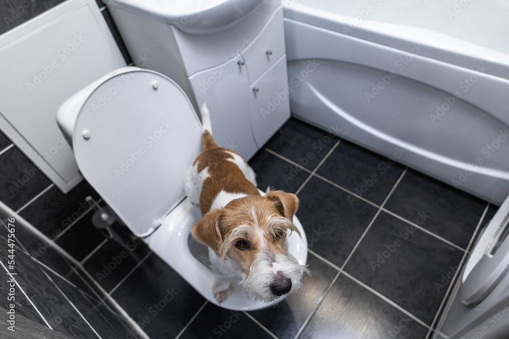 Jack Russell Terrier stands in the bathroom on a white toilet. A shell ...