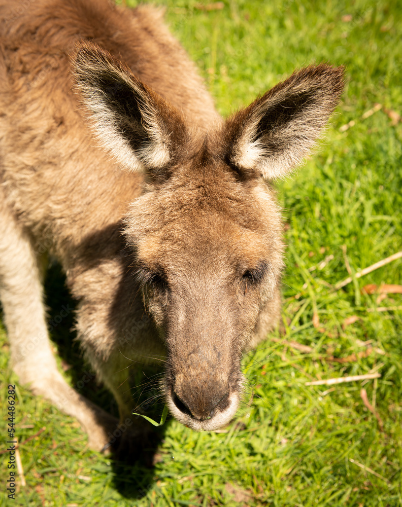 kangaroo by snake bite snake bite on the face Australia Victoria ...