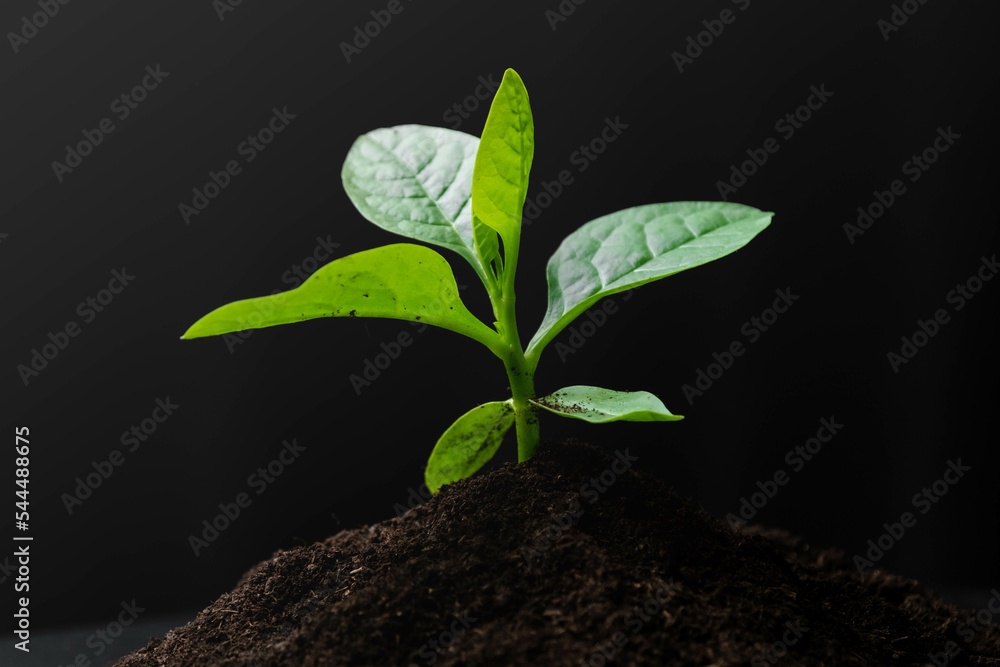 Young plant is born and grows from the soil on a black background ...