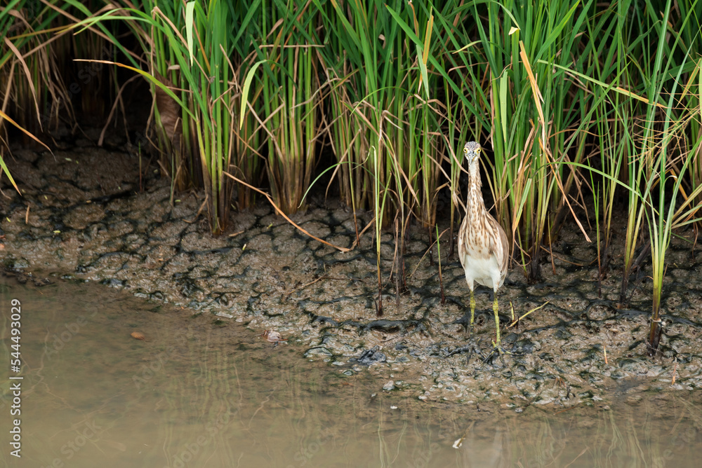 Rice farm, Rice field, Rice paddy in thailand, rice field in Beautiful ...
