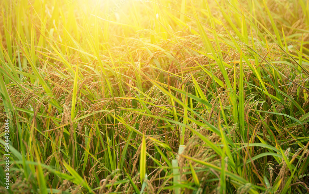 Rice farm, Rice field, Rice paddy in thailand, rice field in Beautiful ...