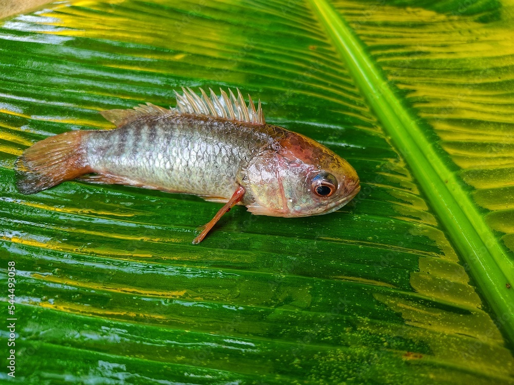 Big anabas fish on green banana leaf after harvesting from biofloc ...