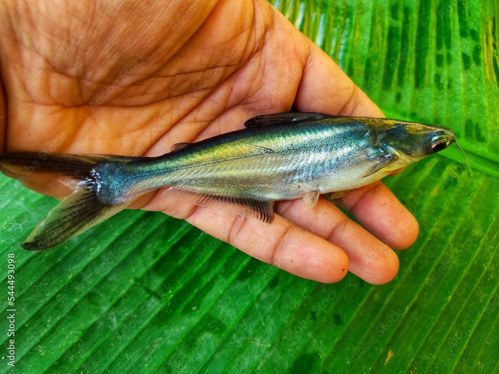 Pangasius catfish in hand in banana leaf background HD Stock Photo ...