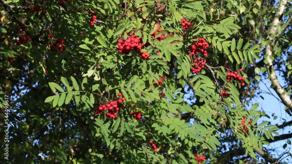 Mountain Ash berries on tree in Autumn. England. Stock Video | Adobe Stock