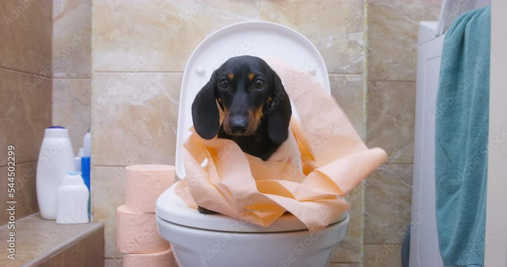 Small dog puppy sits on toilet in bathroom wrapped in toilet paper ...