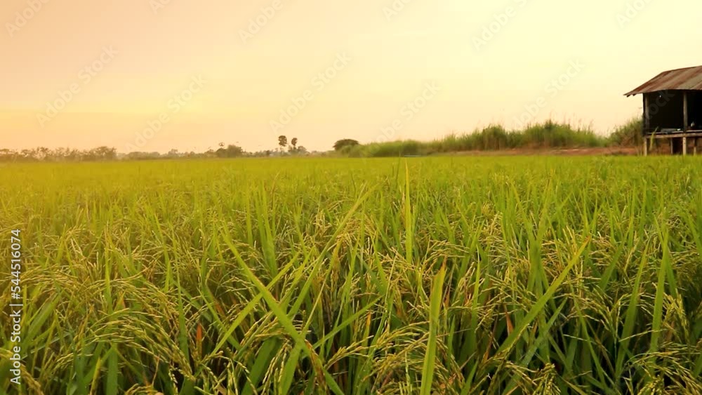 Ripe rice field and sky background at sunset time with sun rays ...