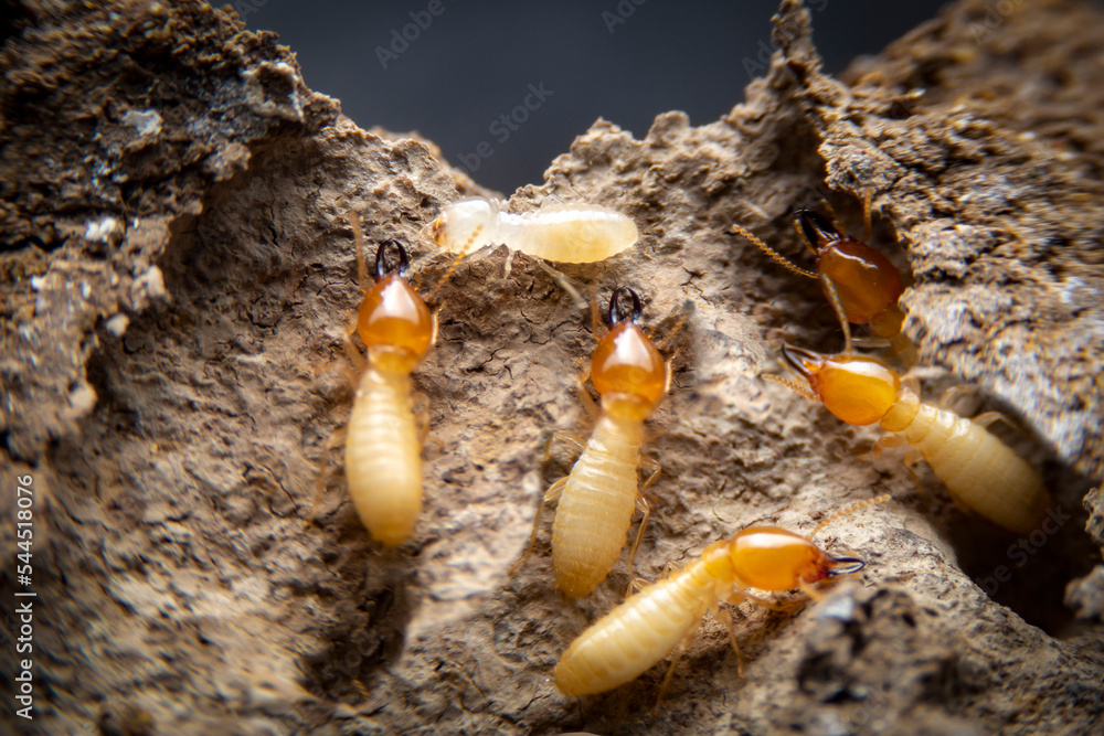 Group of the small termite on decaying timber. The termite on the ...