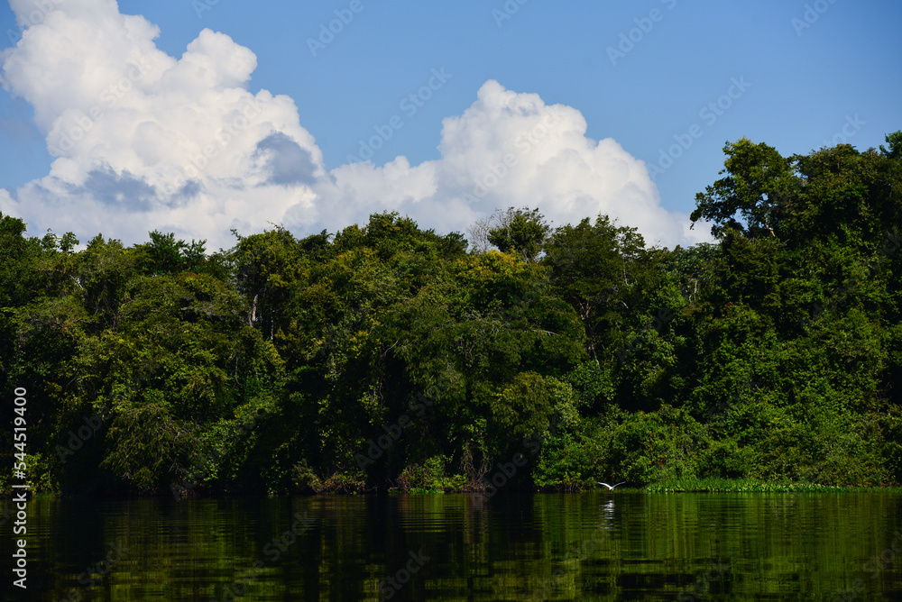 A bird flying low above the waters of the Guaporé-Itenez river, near ...