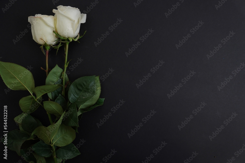 death and funeral card with white rose Stock Photo | Adobe Stock