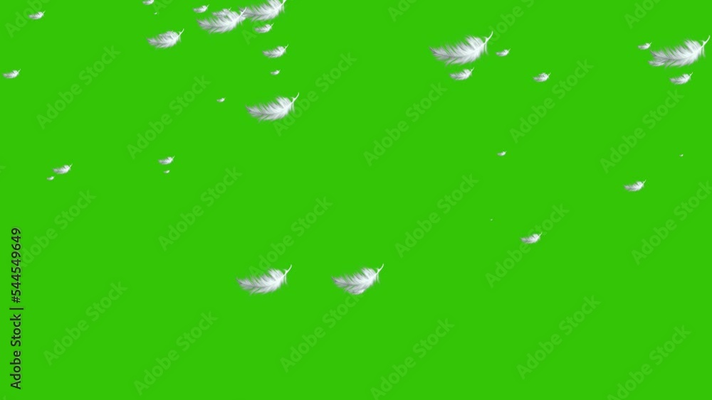 White bird feathers falling on green screen or chroma key background ...