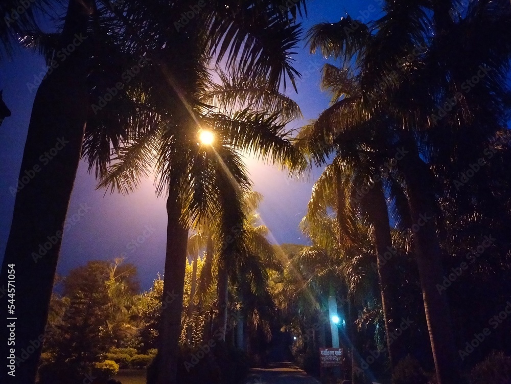palm trees at night, palm trees in early morning, Street light and palm ...
