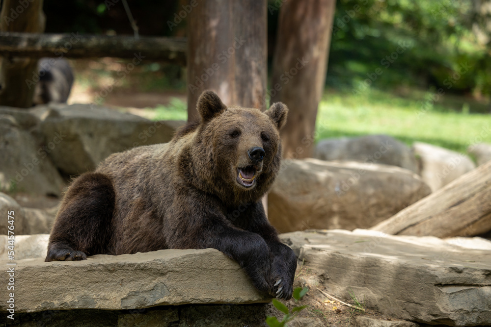 Ours Brun Stock Photo | Adobe Stock