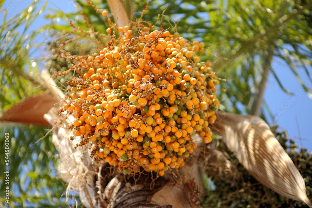 Golden yellow dates growing and hanging off palm tree , with shallow ...