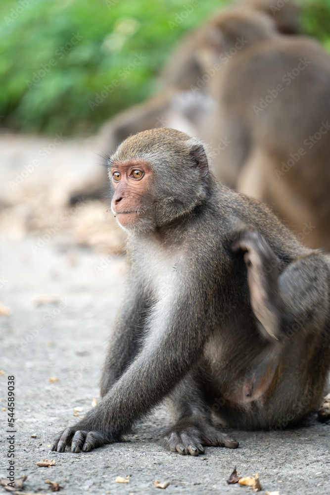 Formosan macaque, Formosan rock monkey also named Taiwanese macaque in ...