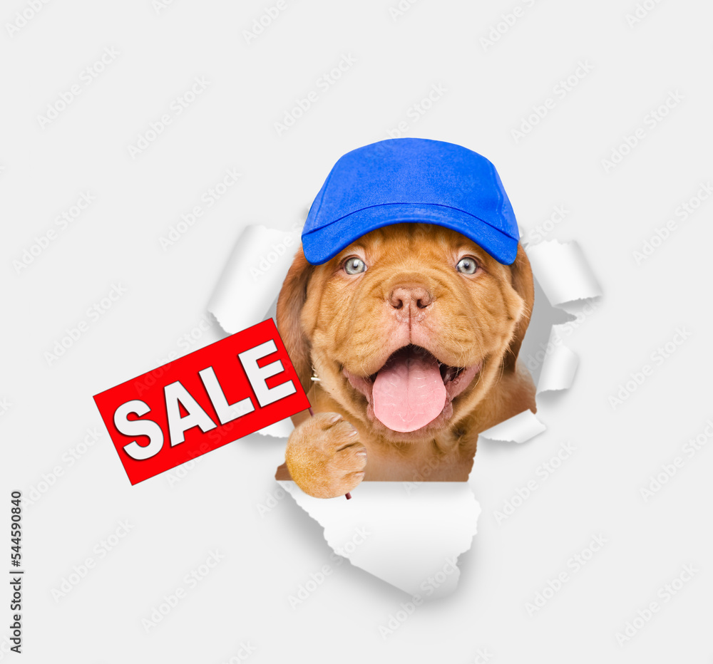 Happy Mastiff puppy wearing blue cap looking through a hole in white ...