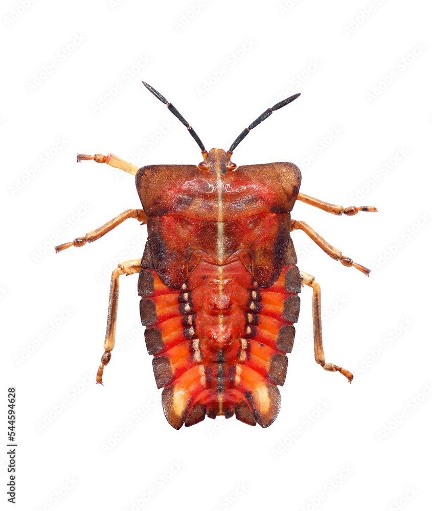 insect larvae Tessaratoma papillosa, stink bug isolated on white ... insect larvae Tessaratoma papillosa, stink bug isolated on white ...