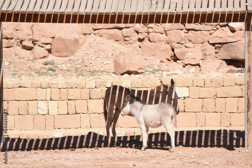 Donkeys working as transport and pack animals in Petra, Jordan ...
