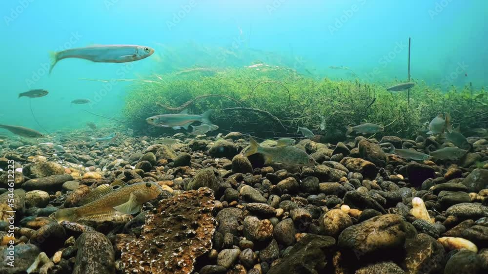 Underwater footage of swimming Round goby, (Neogobius melanostomus ...