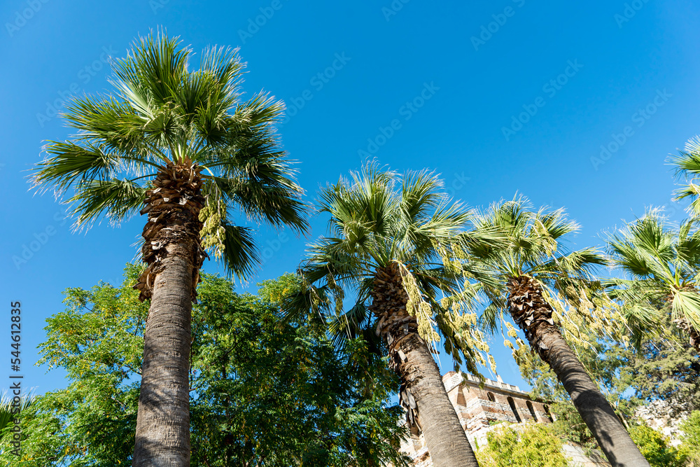 Coconut trees, looking up at the palm trees. Canopy of Washingtonia ...
