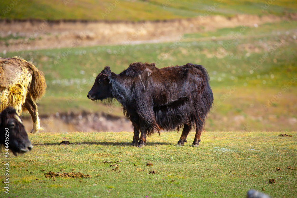 A herd of yaks graze in the mountains. Himalayan big yak in a beautiful ...