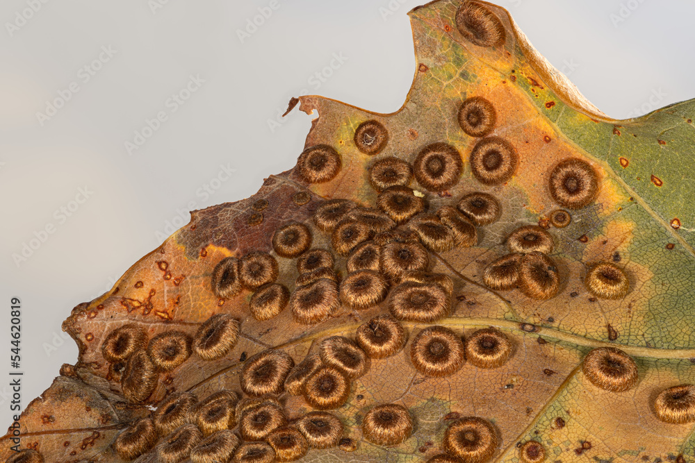 Poster Galls, gall wasp, infestation of oak leaves, Neuroterus ...
