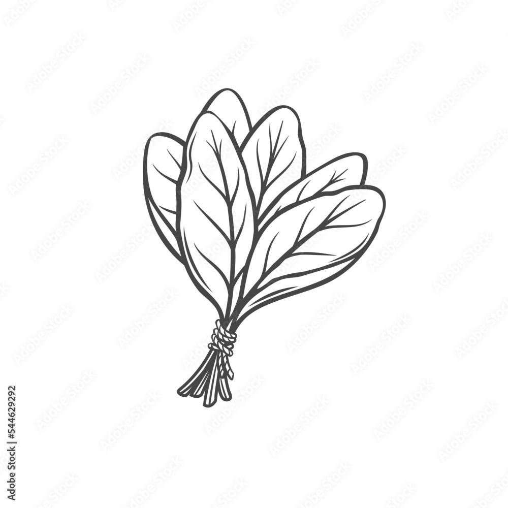 Sorrel outline icon vector illustration. Hand drawn line sketch of ...