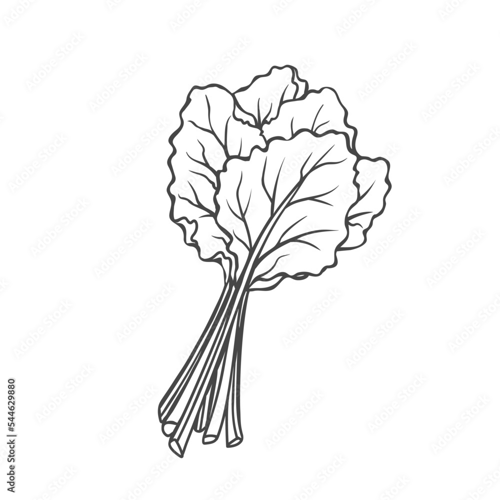Rhubarb Drawing