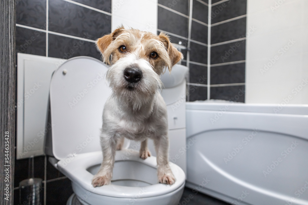 Jack Russell Terrier stands in the bathroom on a white toilet. A shell ...