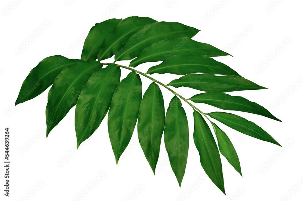 Plant leaves Green nature Tropical forest isolated on transparent ...