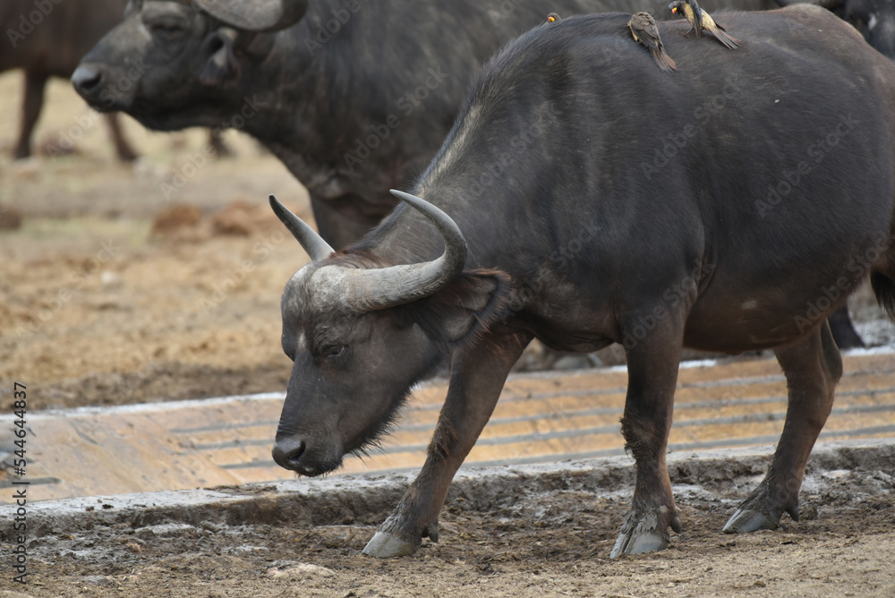 Herd of Cape buffalo crowding round a waterhole in Kruger National Park ...