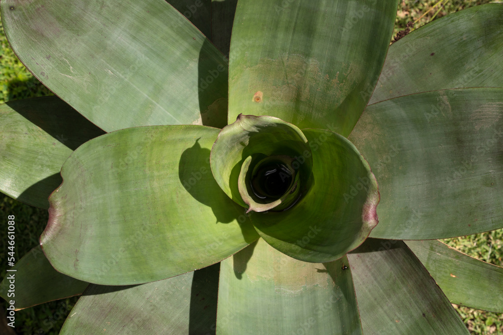 Exotic Brazilian flora. Top view of Alcantarea imperialis rubra, also ...