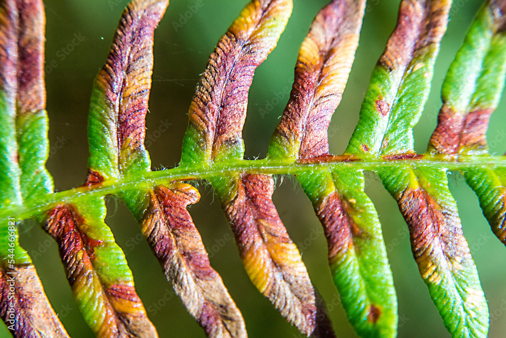 macro photo of a beautiful tropical fern Pteris quadriaurita ‘Tricolor ...