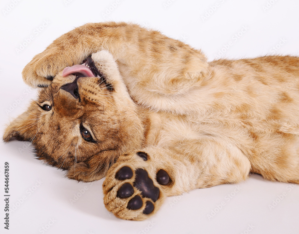 Handsome lion cub. Little lion. The king of beasts at the photo shoot ...