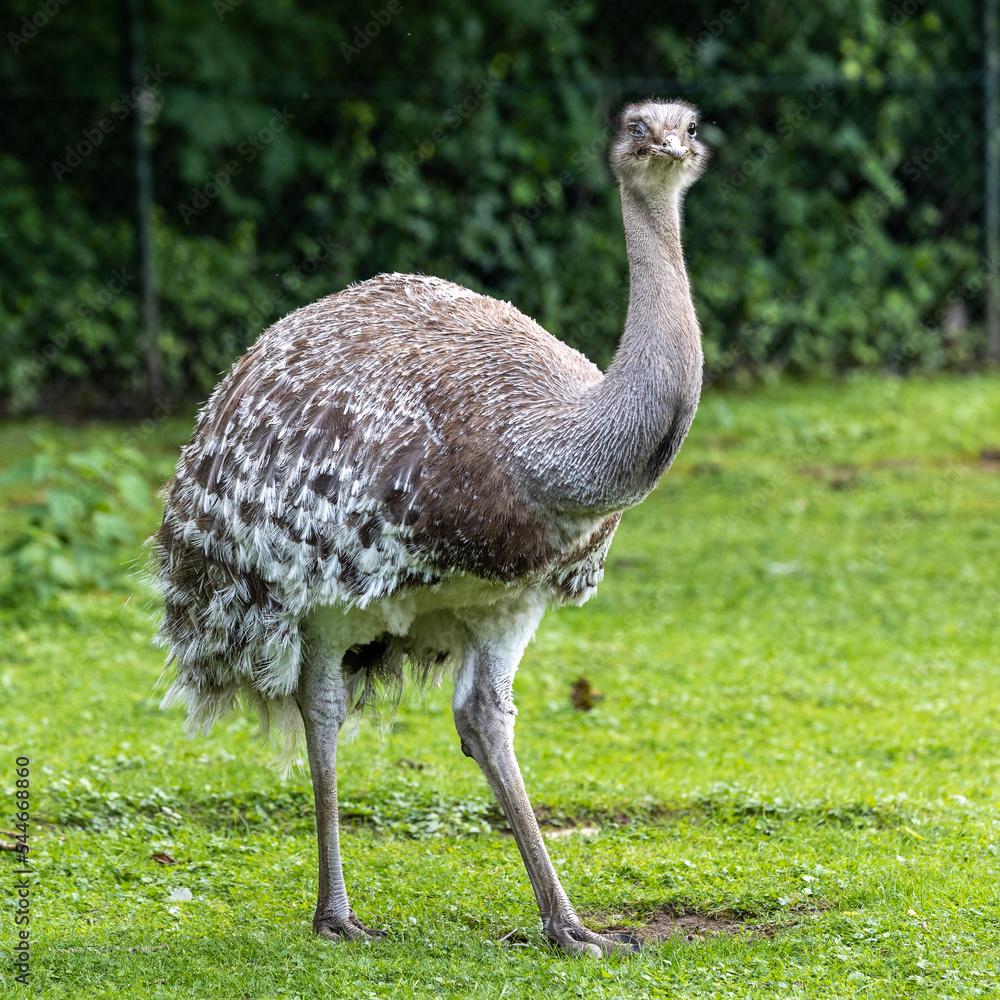 Darwin's rhea, Rhea pennata also known as the lesser rhea. Stock Photo ...