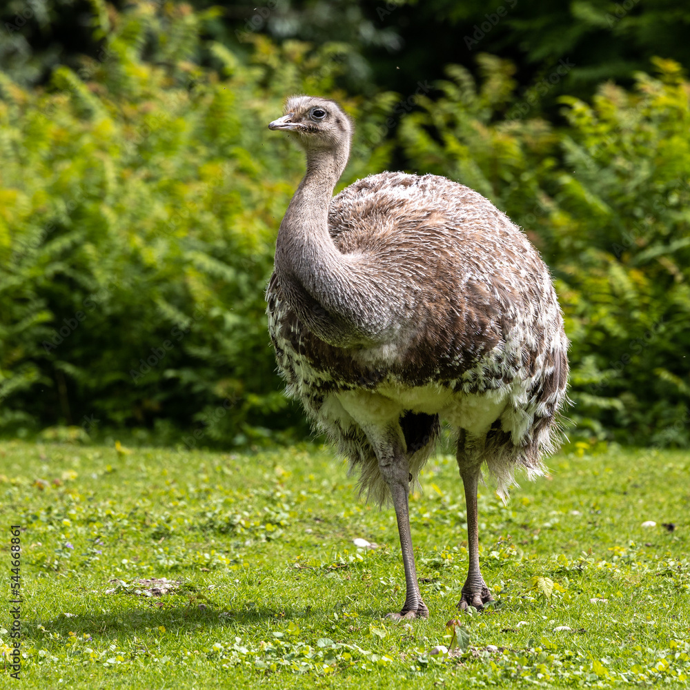 Darwin's rhea, Rhea pennata also known as the lesser rhea. Stock Photo ...