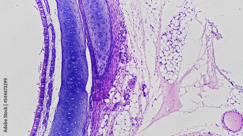 Macro footage of bone cell in section under microscope 100x on bright ...