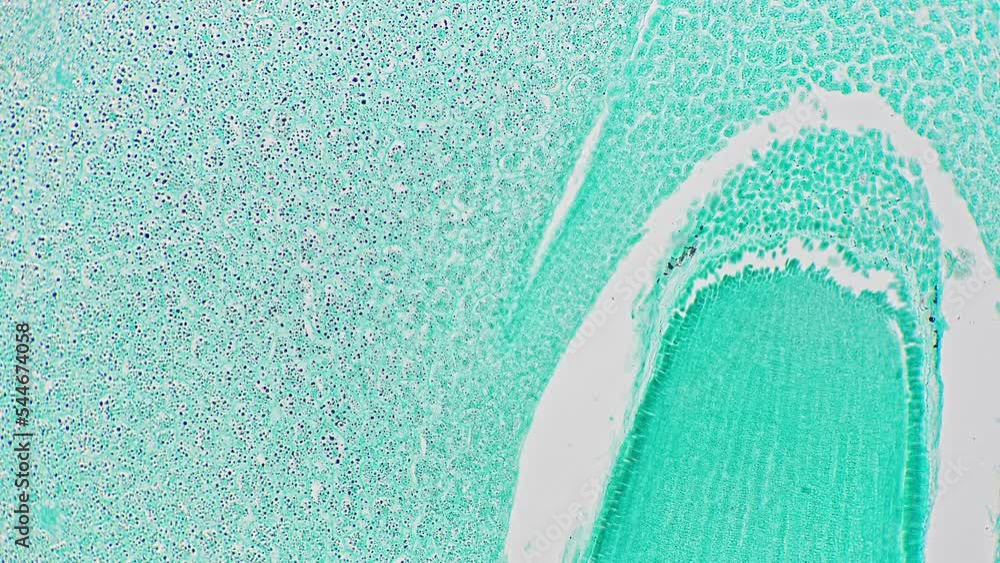 Seed of Zea mays in longitudinal section filmed in lab under microscope ...