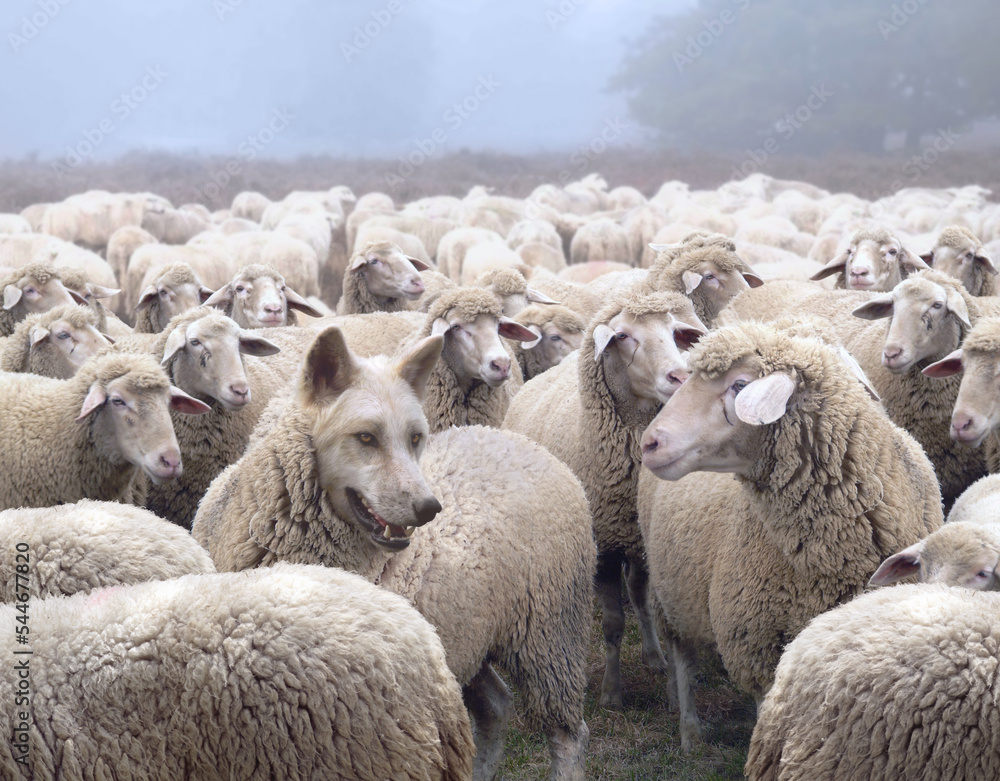 Wolf In Disguise Wearing A Wool Clothing Mingles In A Flock Of Sheep Wolf Pretending To Be A