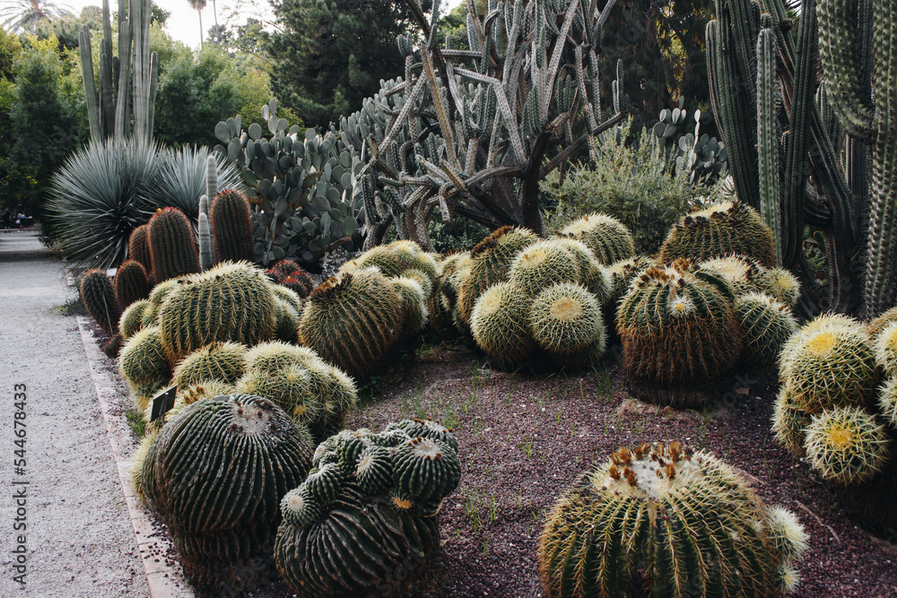 Huge green round cacti growing in a flower bed in a park next to a ...