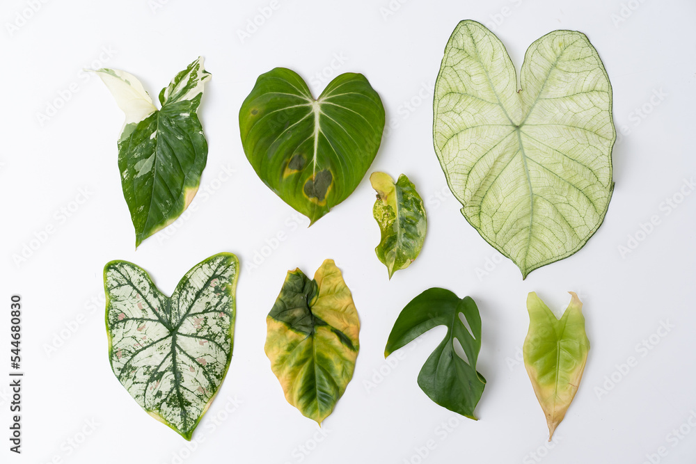 Leaf cutting from various plant arrange neatly with isolated white ...