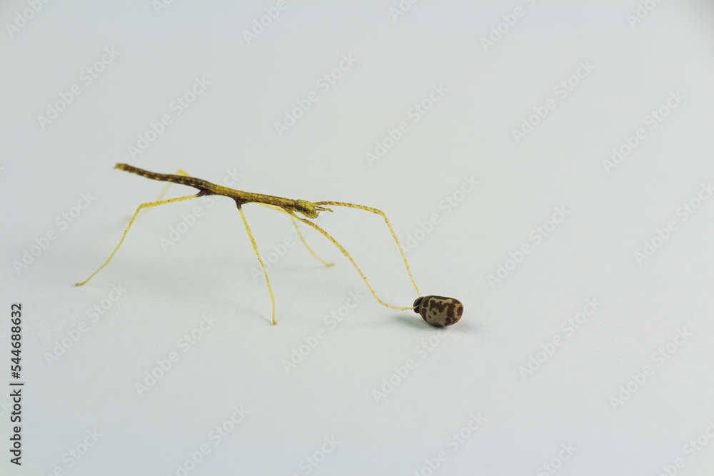 Walking Stick Egg