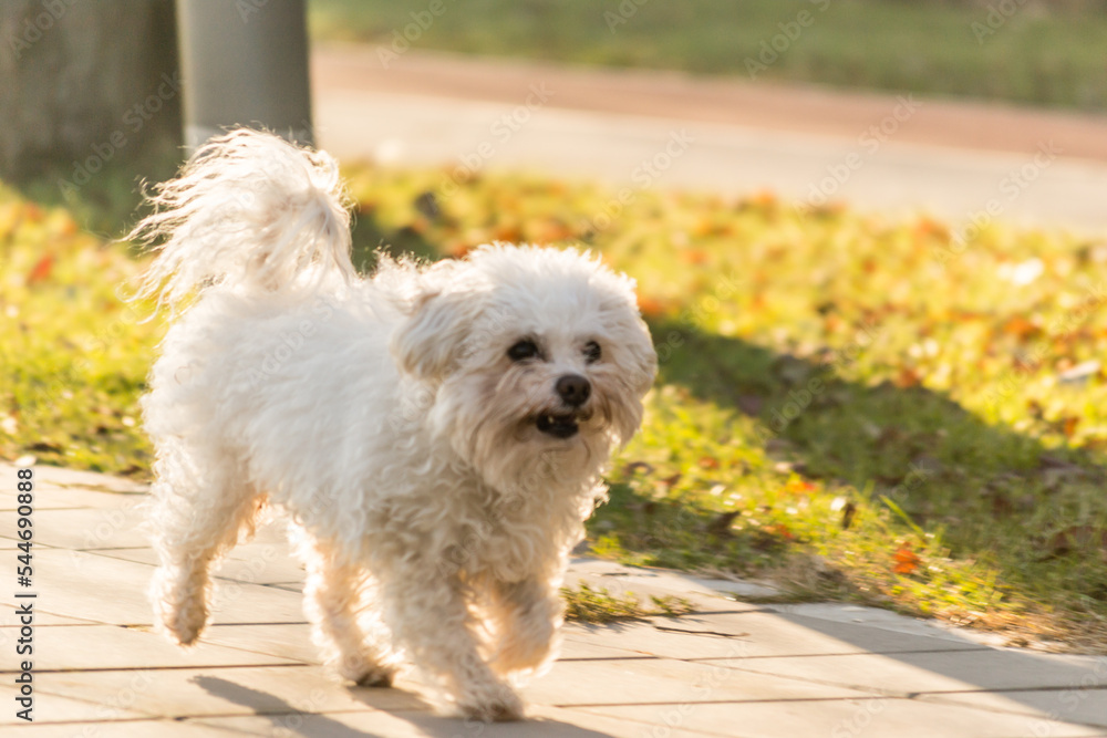 Miniature Maltese dog on a footpath. A playful white maltese dog on a ...