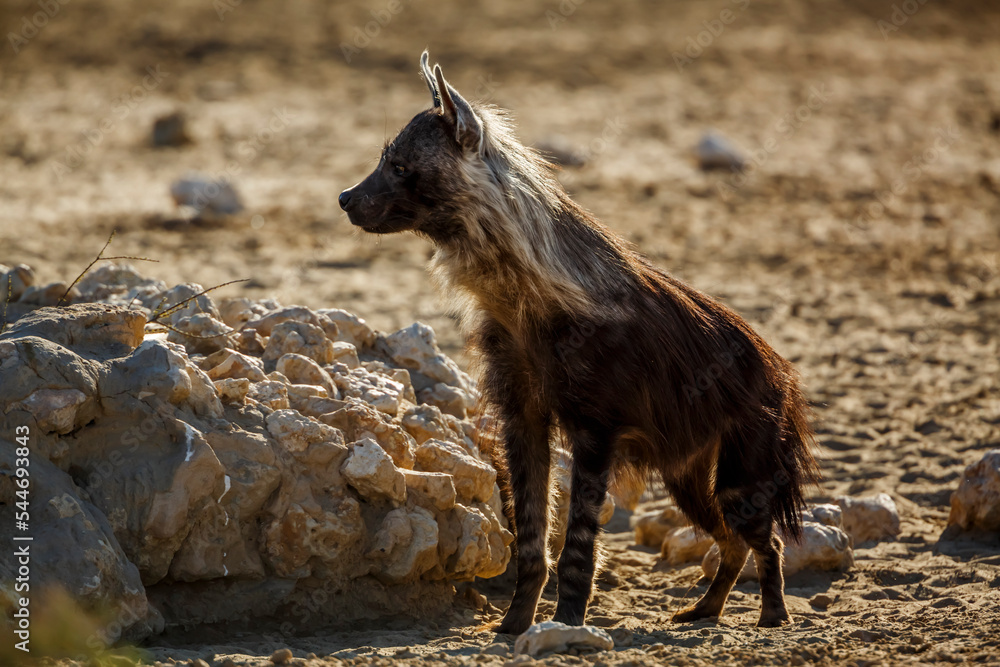 Brown hyena standing front view en dry land in Kgalagadi transfrontier ...