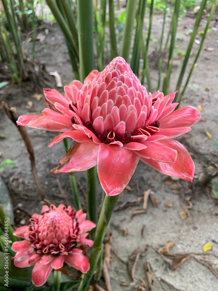 Etlingera elatior also known as torch ginger, ginger flower, red ginger ...