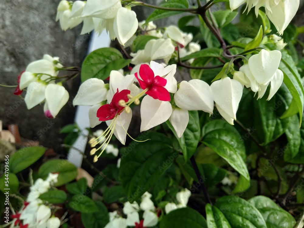 Clerodendrum thomsoniae or white bleeding heart vine,white bleeding ...