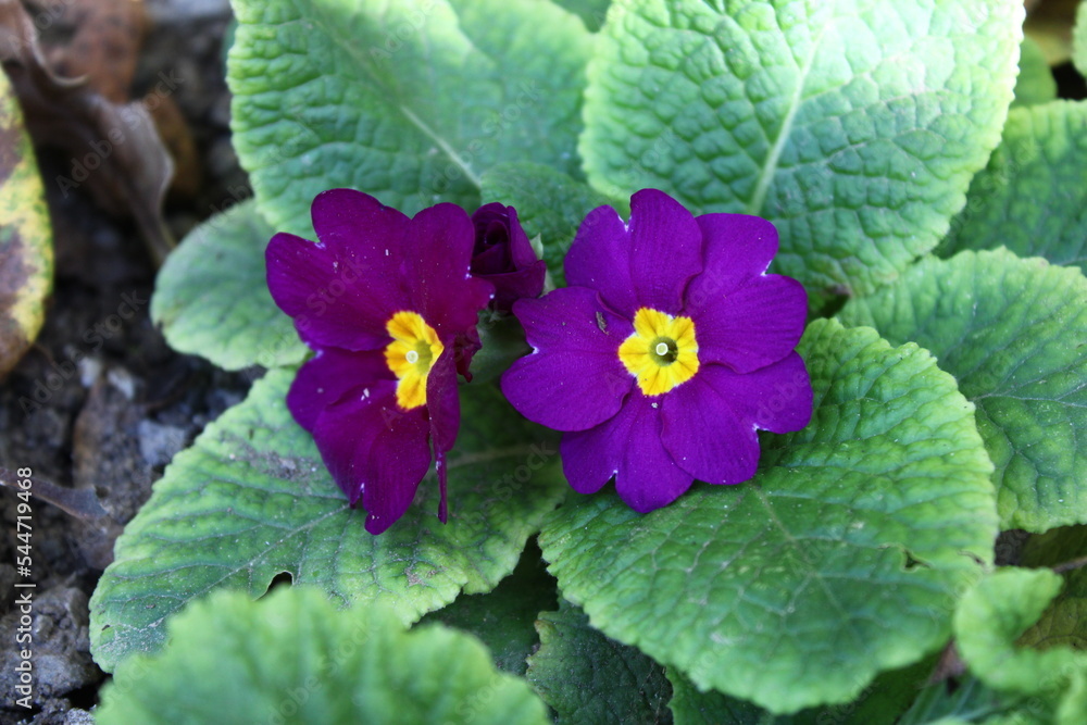 Primula vulgaris, the common primrose, is a species of flowering plant ...