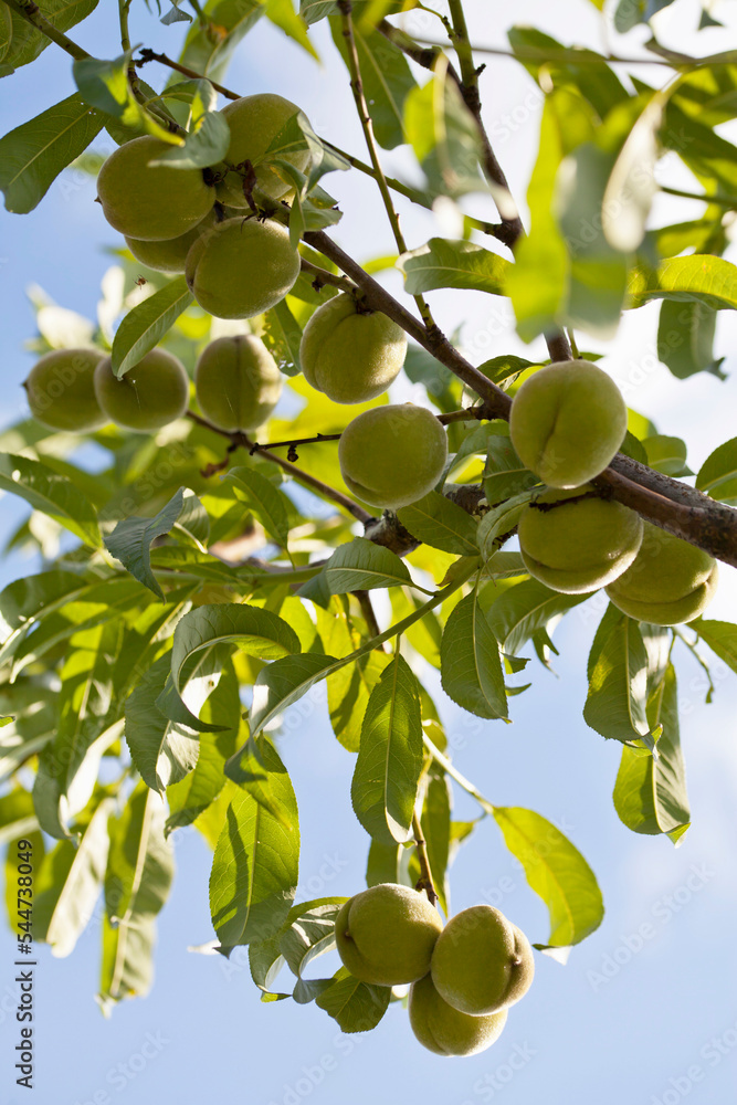 Green Peach Tree with much green fruit ready for early harvest. The ...