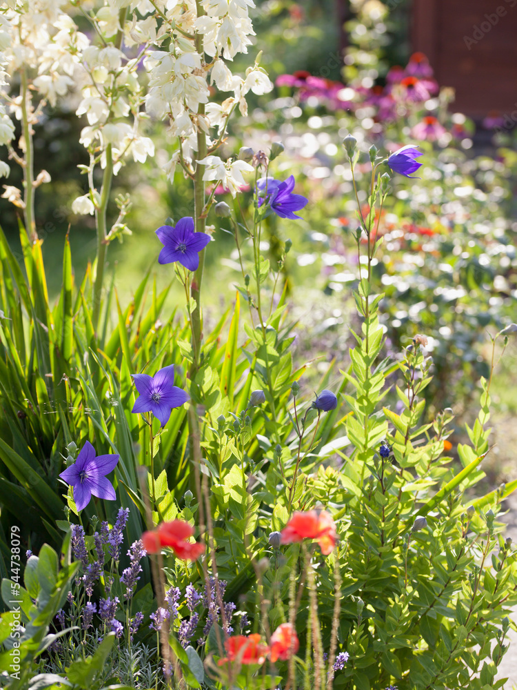Poster Flower border in naturalistic cottage garden - blooming blue ...